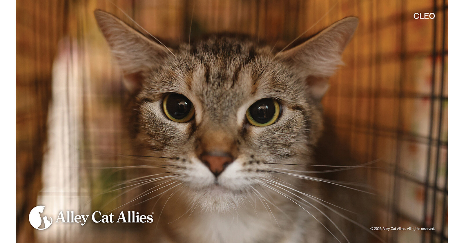 Alley Cat Allies Provides 600+ Cats with No-Cost Spay and Neuter and ...