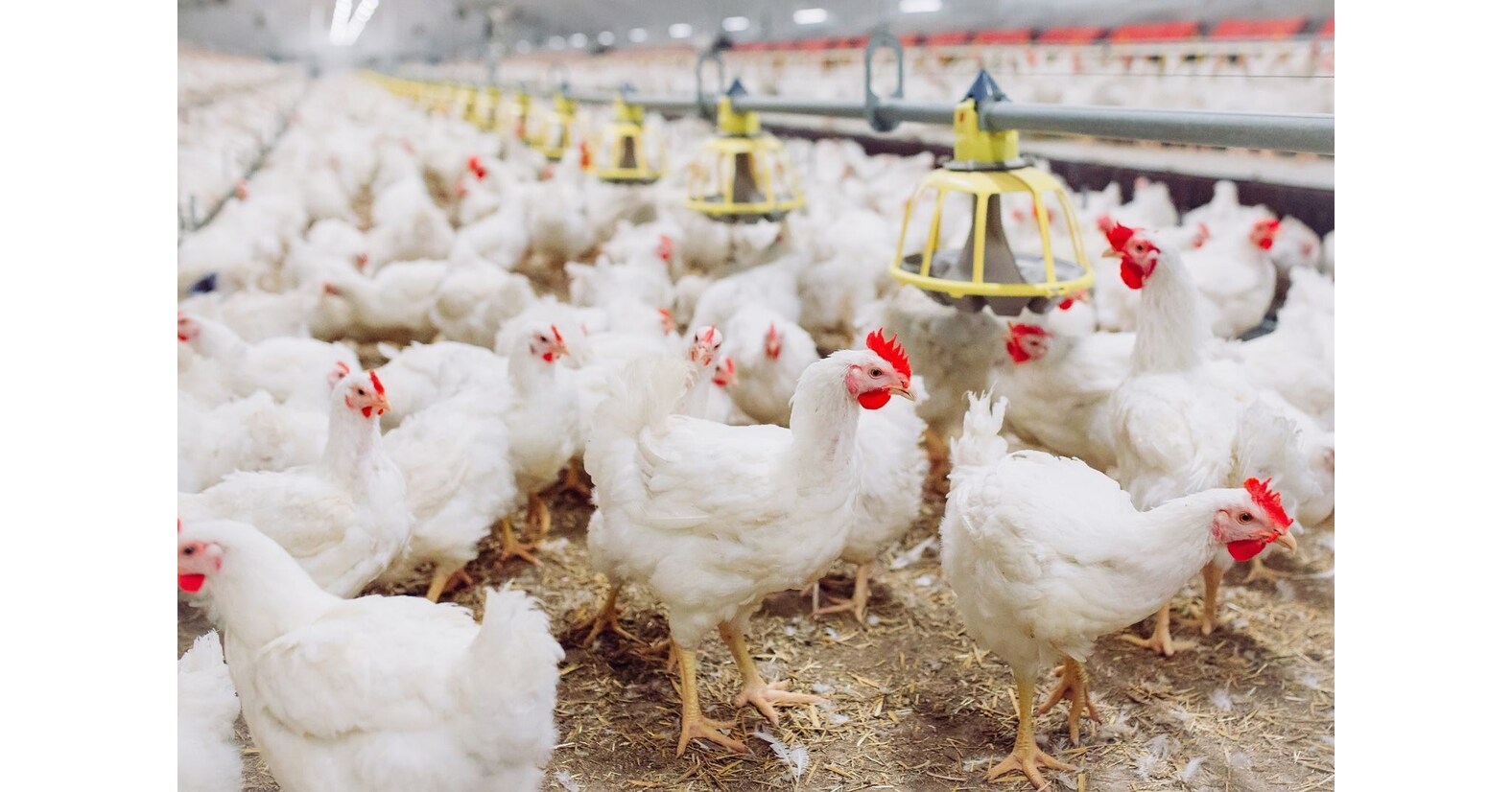 BiomEdit Initiates Final Field Safety Trial for Non-Antibiotic Poultry ...