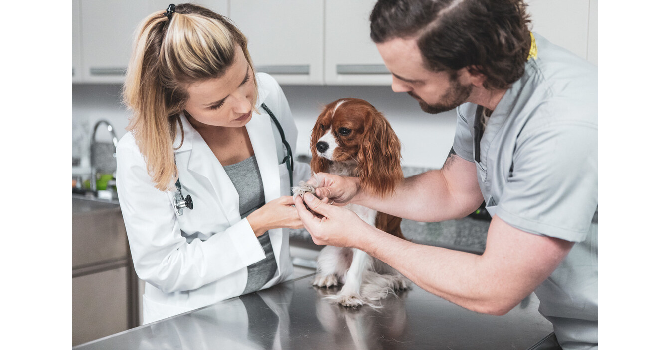 National Survey: Veterinary Professionals See Stem Cell Therapy as a ...