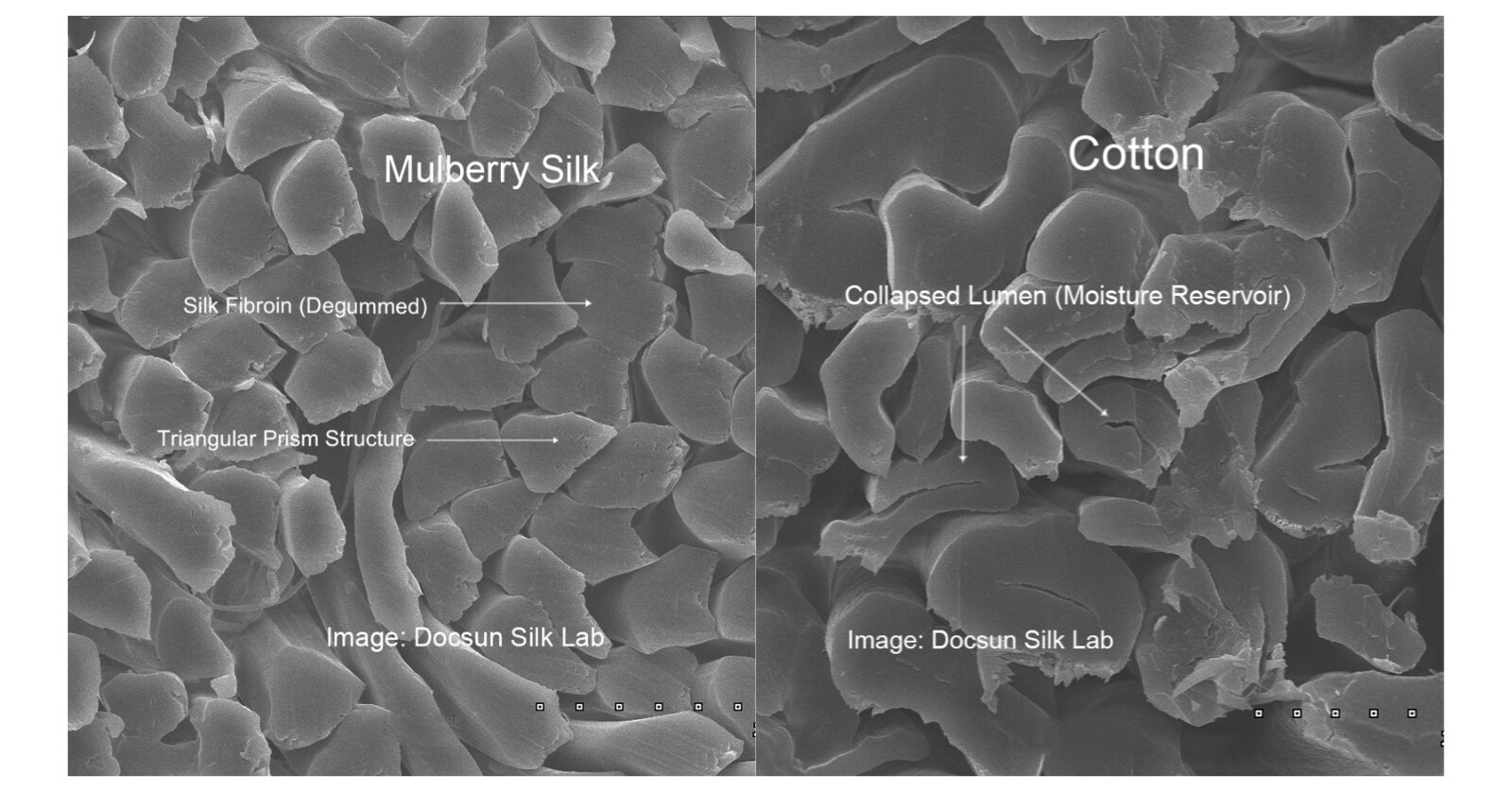 New Scientific Study Reveals Why Mulberry Silk Is One of the World's ...