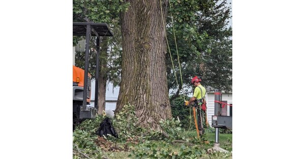 Beez Trees Provides Expert Arborist-Led Tree Services in Champaign-Urbana