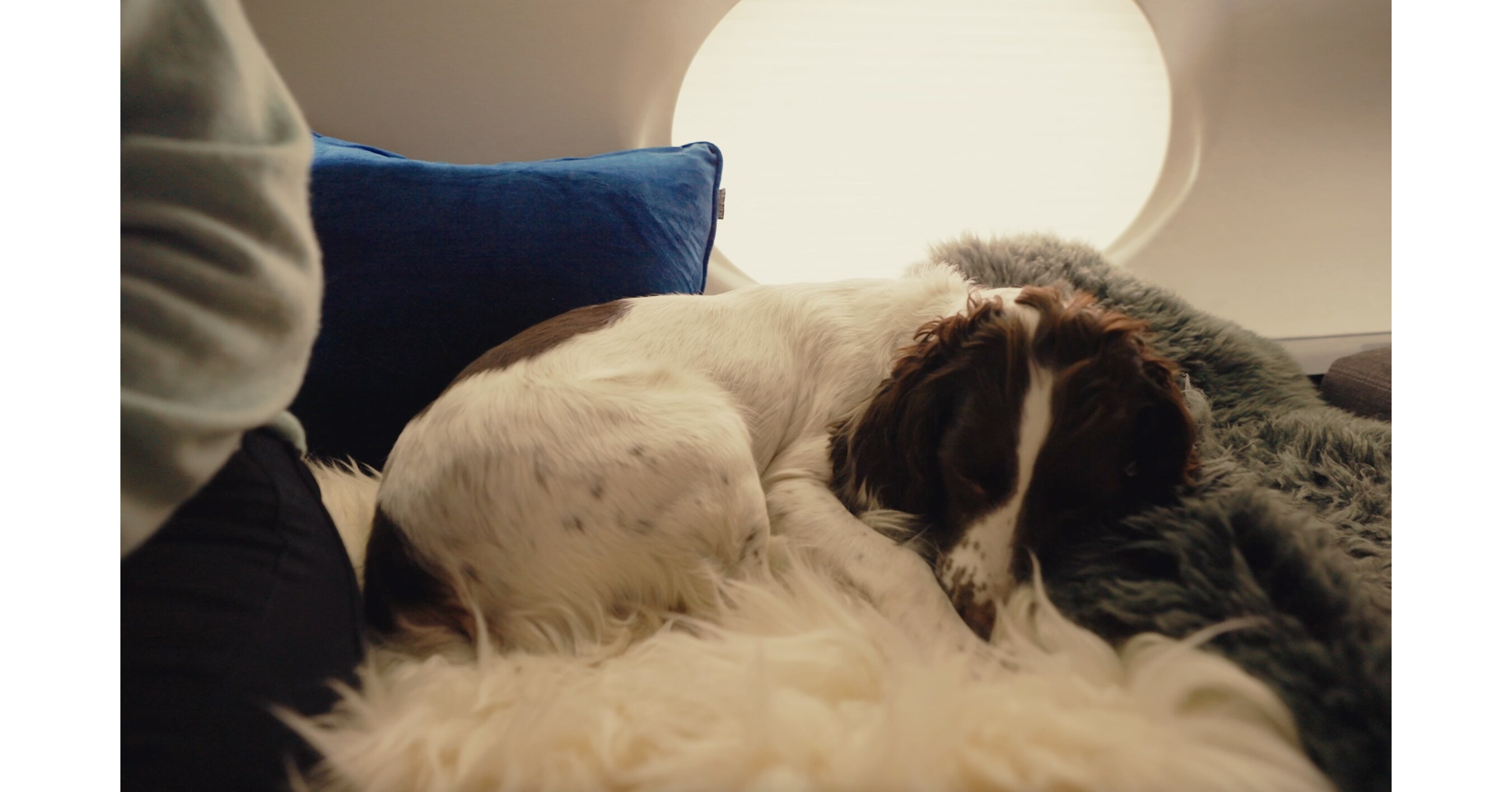 Vicuna Air - A New Model for International Pet Travel 'In Cabin'