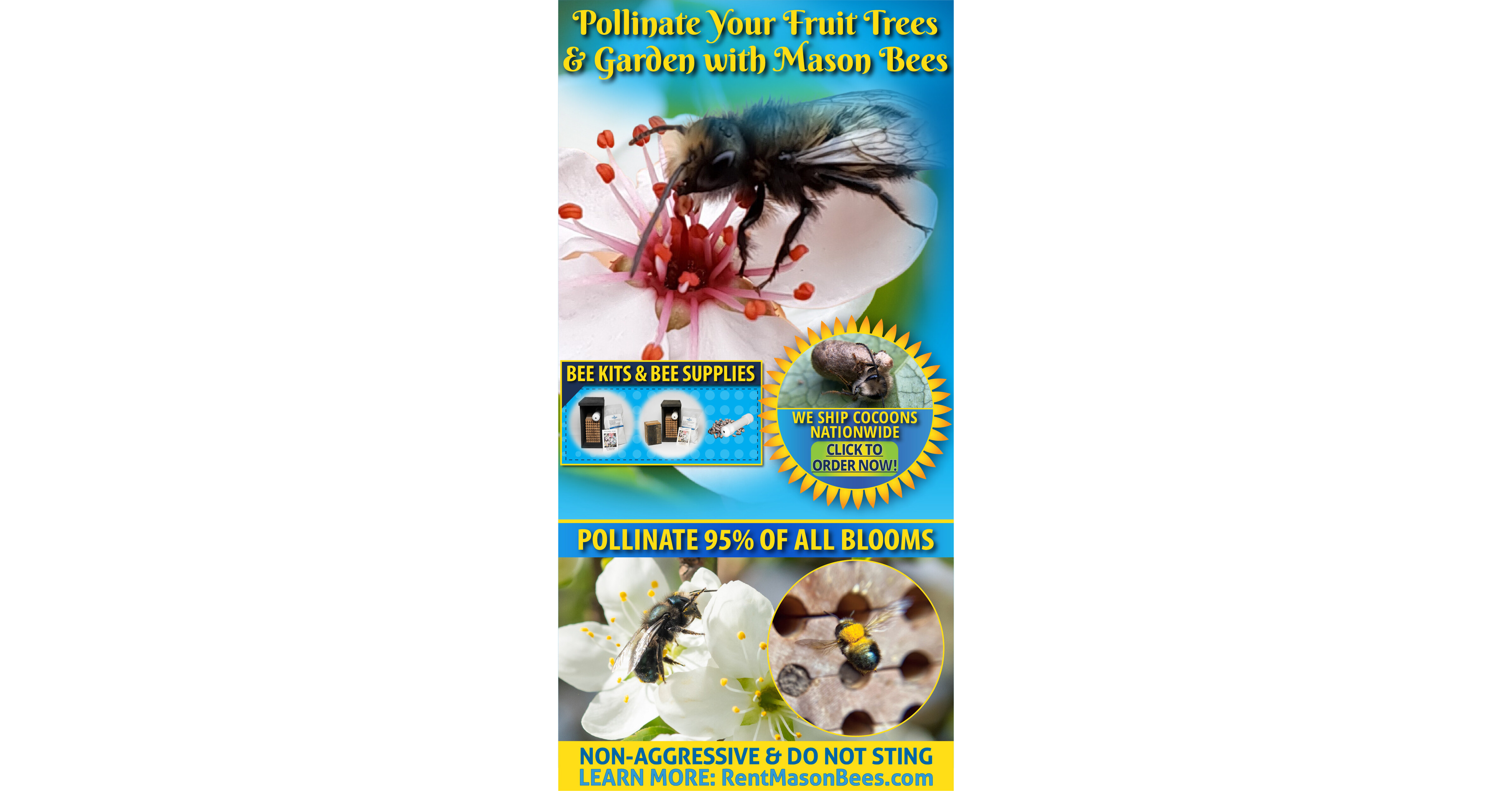 Rent Mason Bees Has 3 Million Clean Mason Bee Cocoons Ready for Spring ...