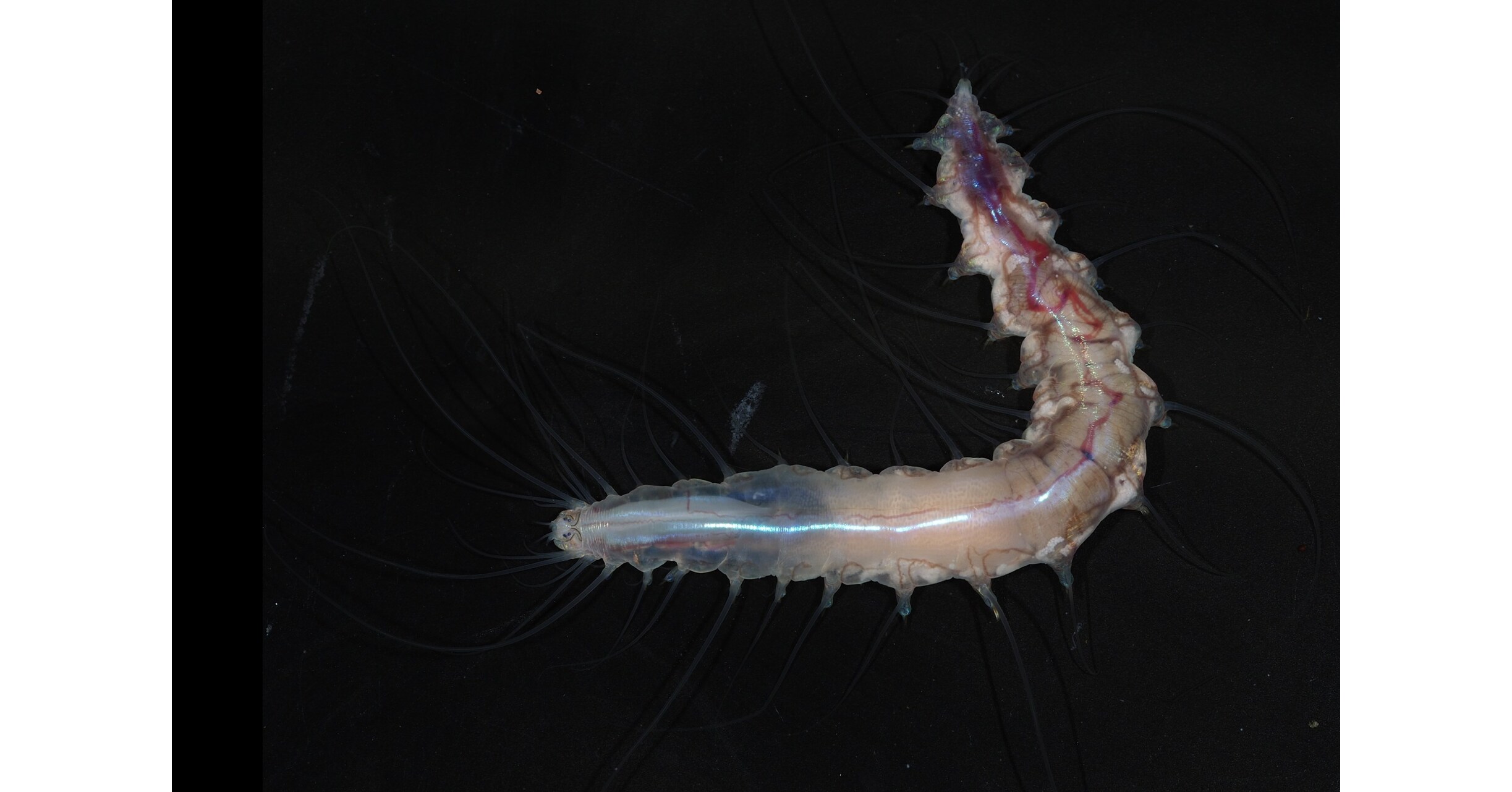 Scientists Discover 'Life in a Glass Castle' and Dozens of New Species ...