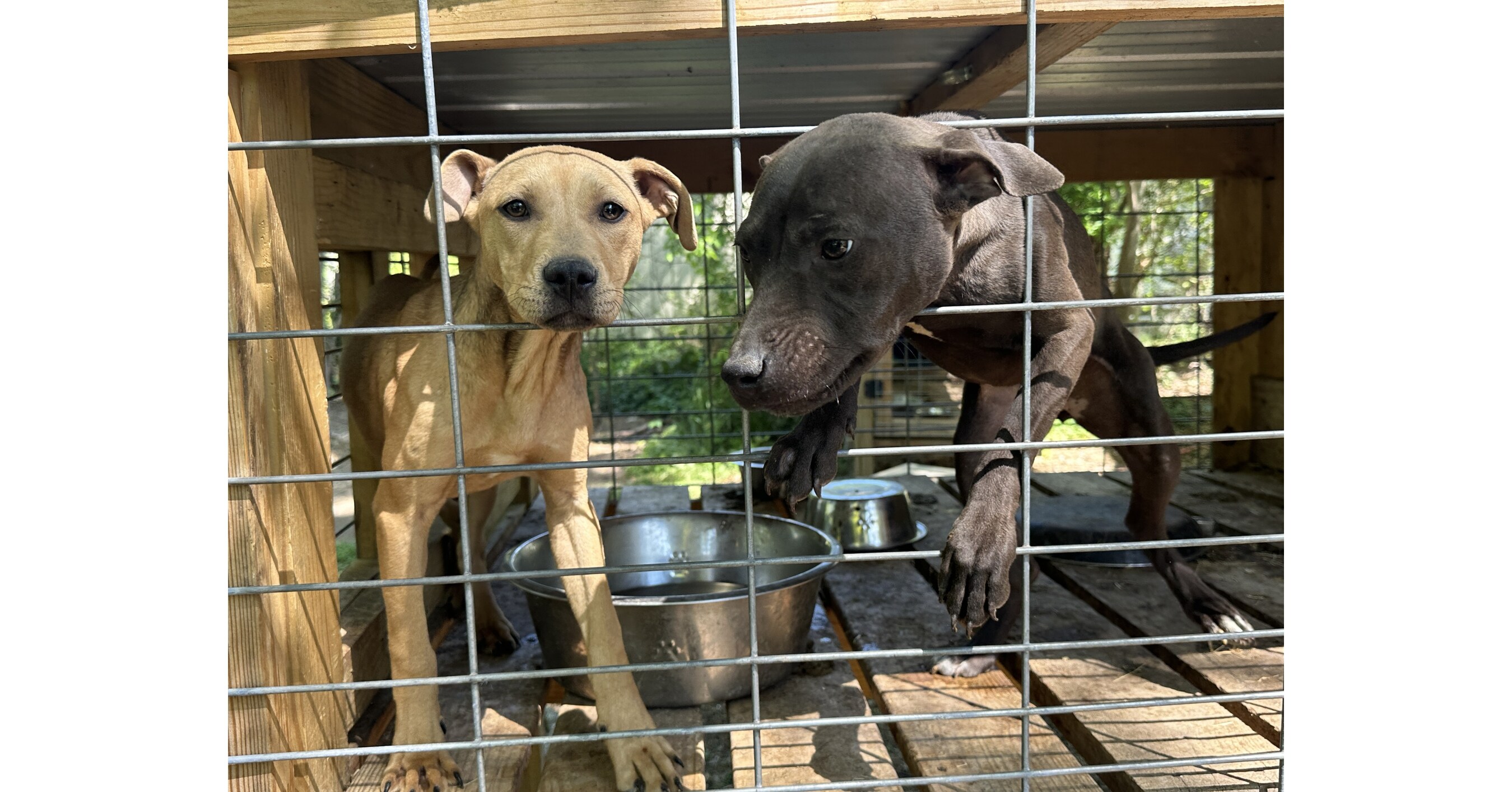 Animal Rescue Corps rescues eight neglected pit bulls with aid from ...
