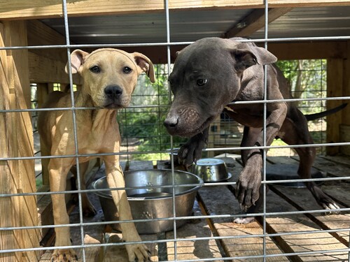 Animal Rescue Corps rescues eight neglected pit bulls with aid from ...