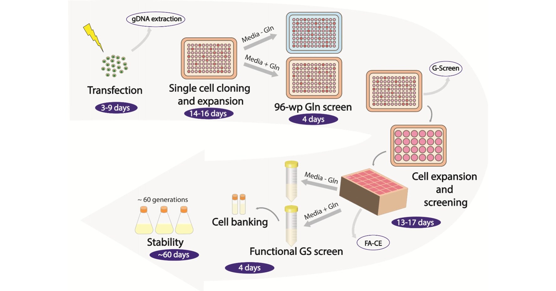 New Research Highlights Cas-CLOVER Gene Editing Potential for CHO Cell ...