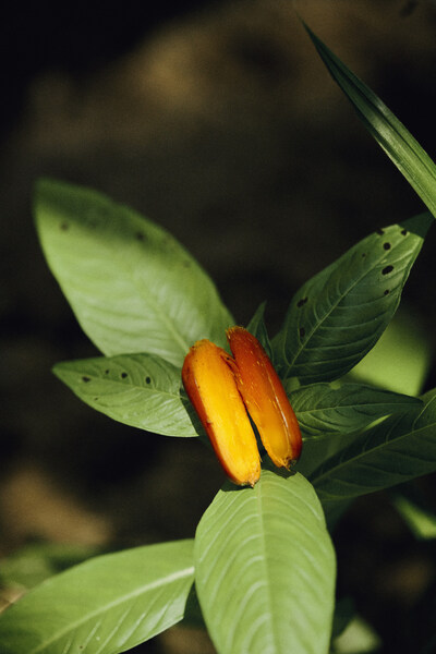 Zero Acre Farms Launches Organic Fera Fruit Oil, the First Organic Seed ...