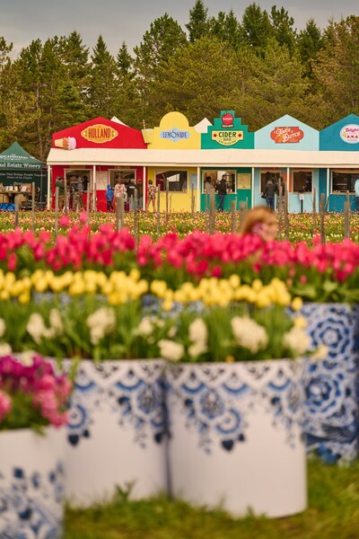 Meet me 'round the Blooming Tulips at Saunders Farm
