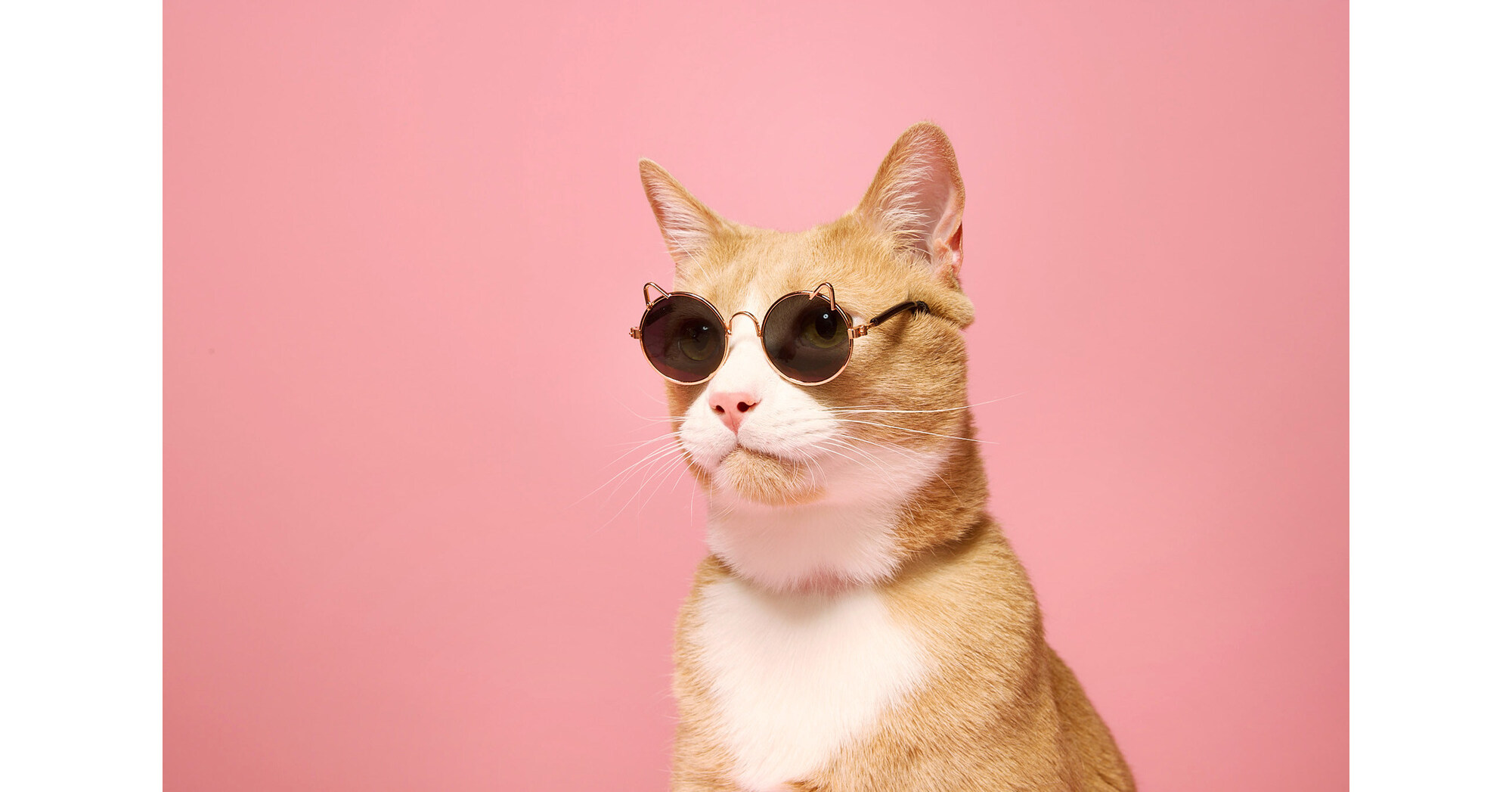Petco Unveils Summer Collection Packed with New, Exclusive Must-Haves ...
