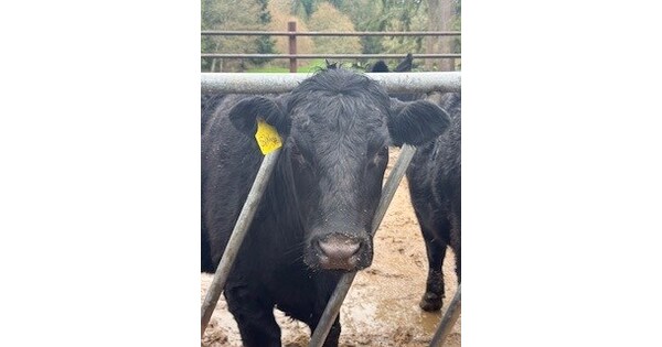 Preserving Farming Heritage: Innovative Concrete Solution Extends ...