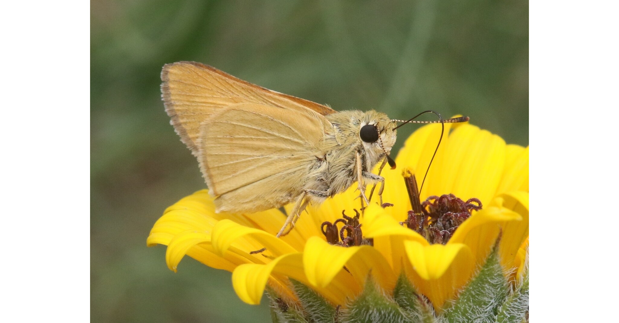 This Butterfly Is a Warning About the Future of the Food System