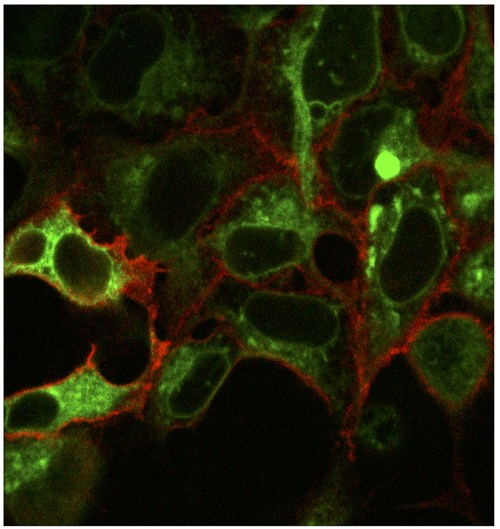 Sharp Edge Labs Enters into Drug Discovery Collaboration with Sumitomo ...