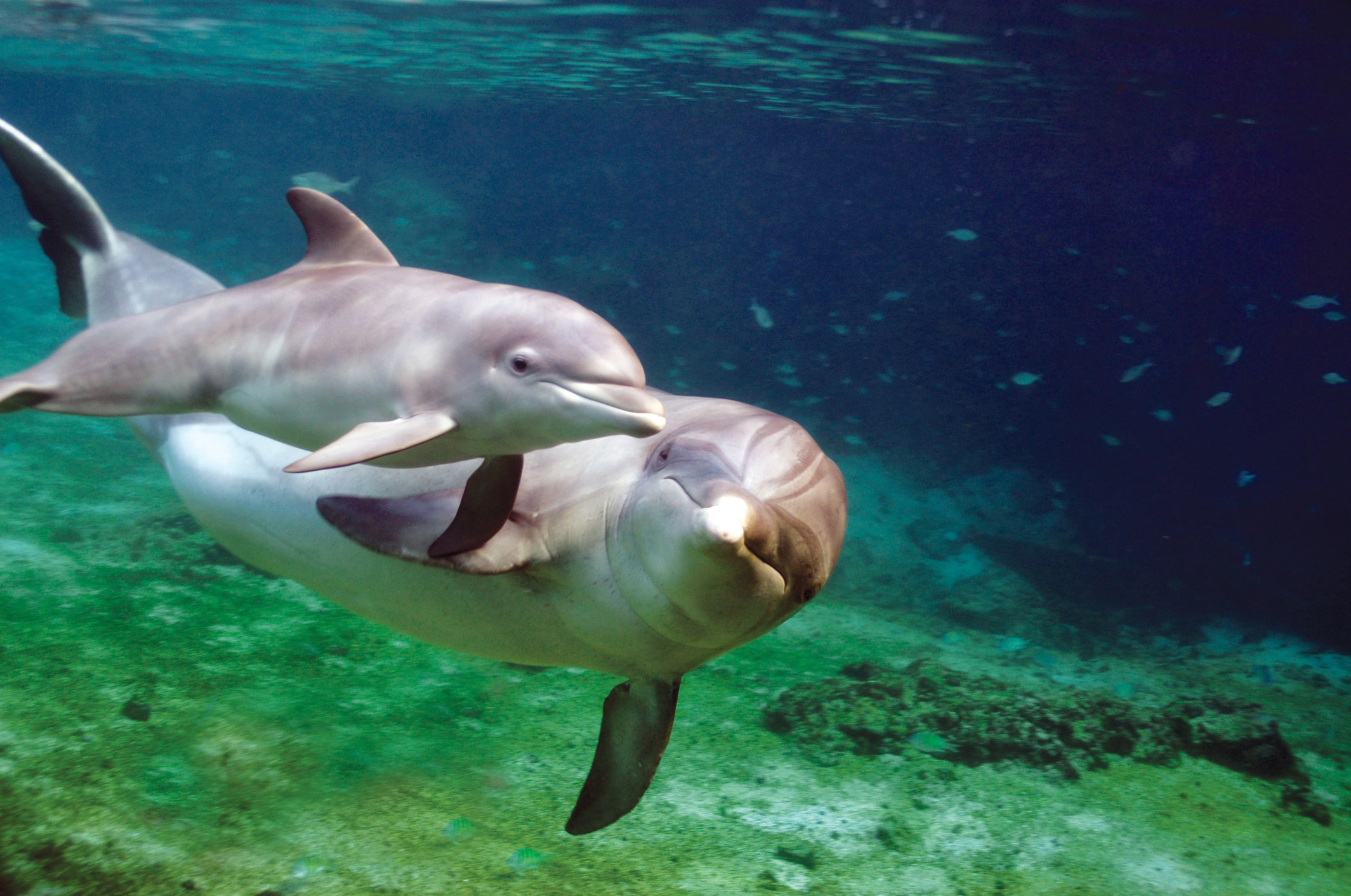 Dolphin Quest Earns Certification from American Humane for Exemplary ...