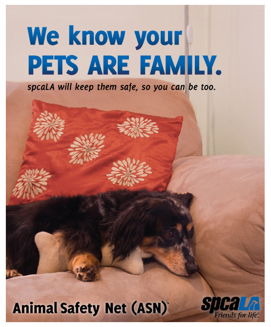 spcaLA Leads the Way to Help Survivors of Domestic Violence and their Pets