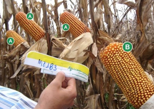 Agricomseeds Announces Breakthrough in Corn Yield