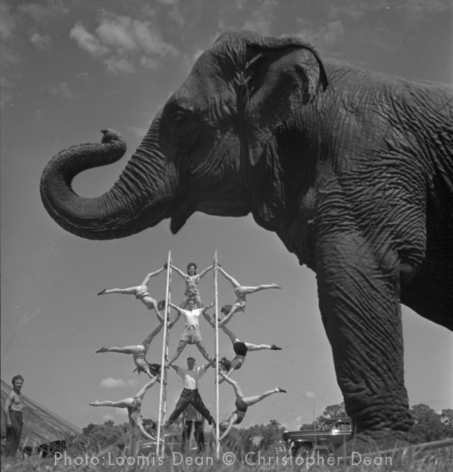 Historic Ringling Brothers Circus Photographs From the 1930's and 40's ...