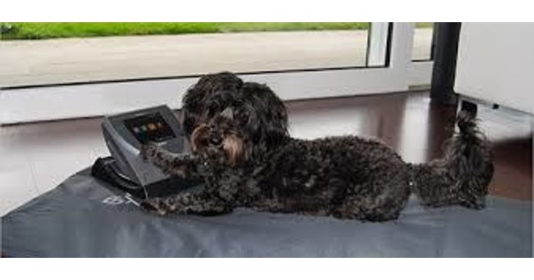 Bandit's Tumor Disappears With Help of the BEMER