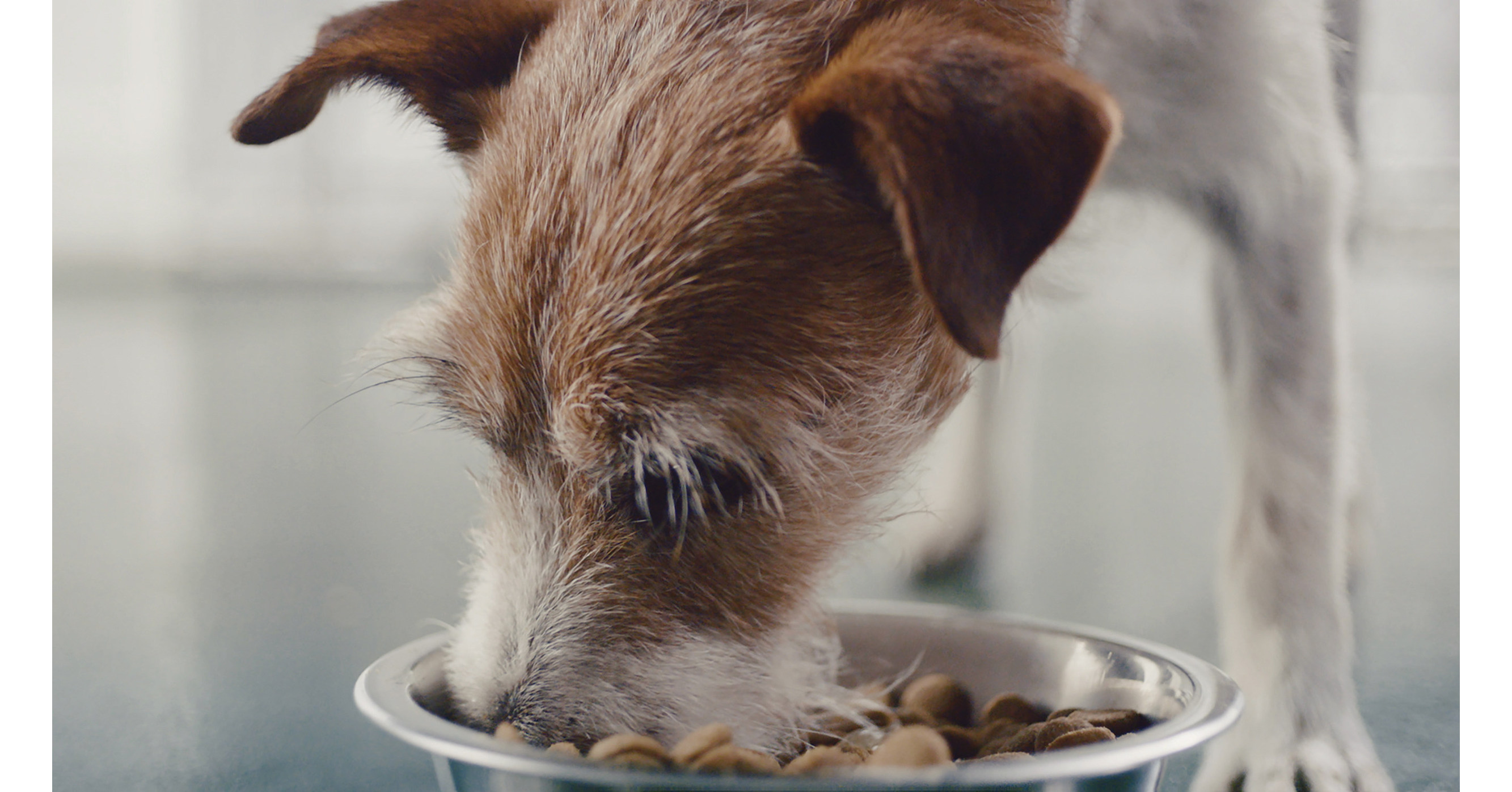 4 Tips for Helping Pets in Need