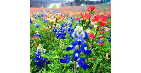 10 Ways To Enjoy Springtime In Bastrop And The Lost Pines Region