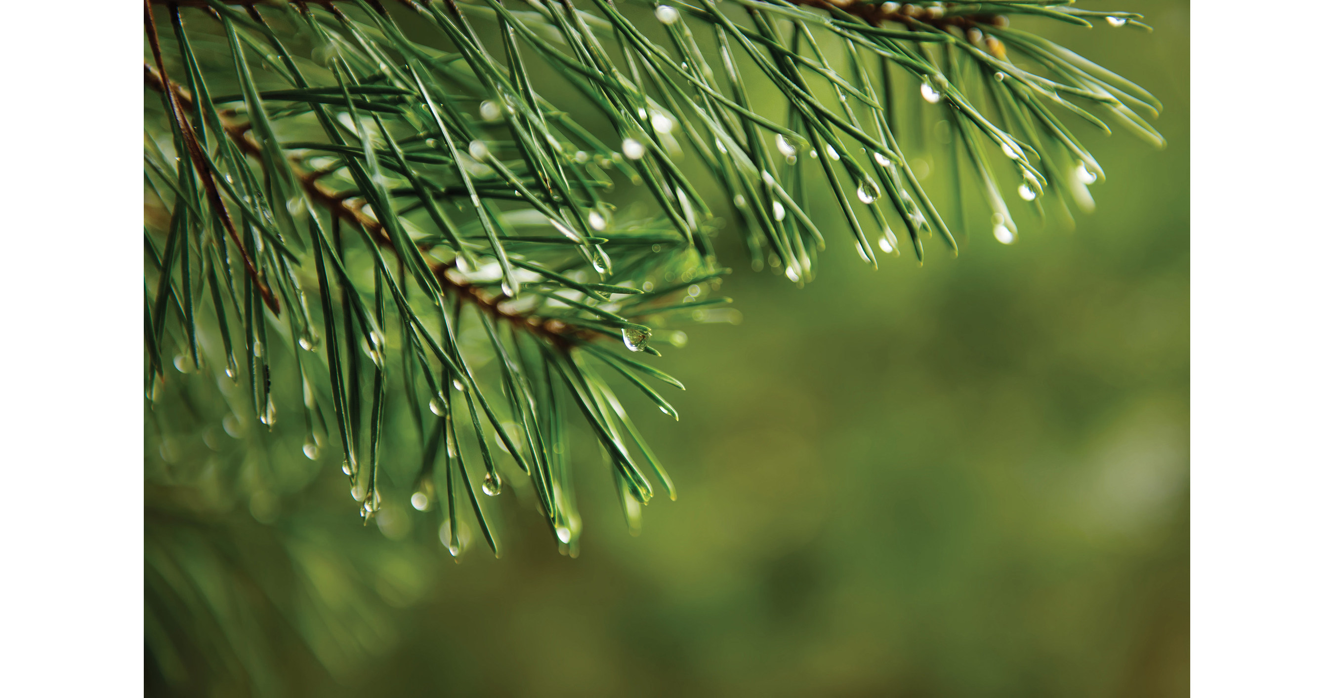 Kraton to Globally Launch SYLVALITE™ 9000 Tackifier at ASC Convention ...