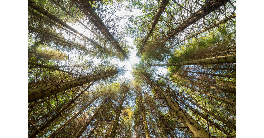 National Forest Foundation Announces Winner of 2016/2017 Barrett ...