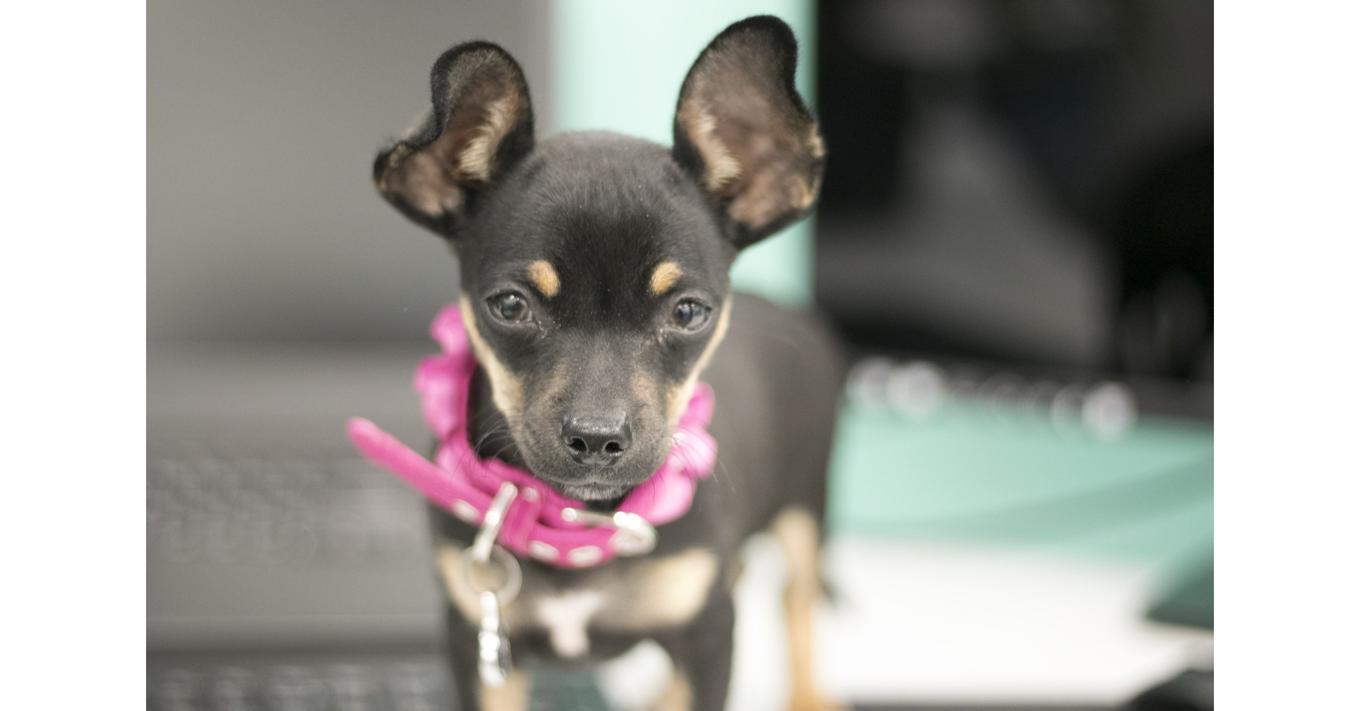 Blue Jay Makes Surprising Announcement of Chief Puppy Officer
