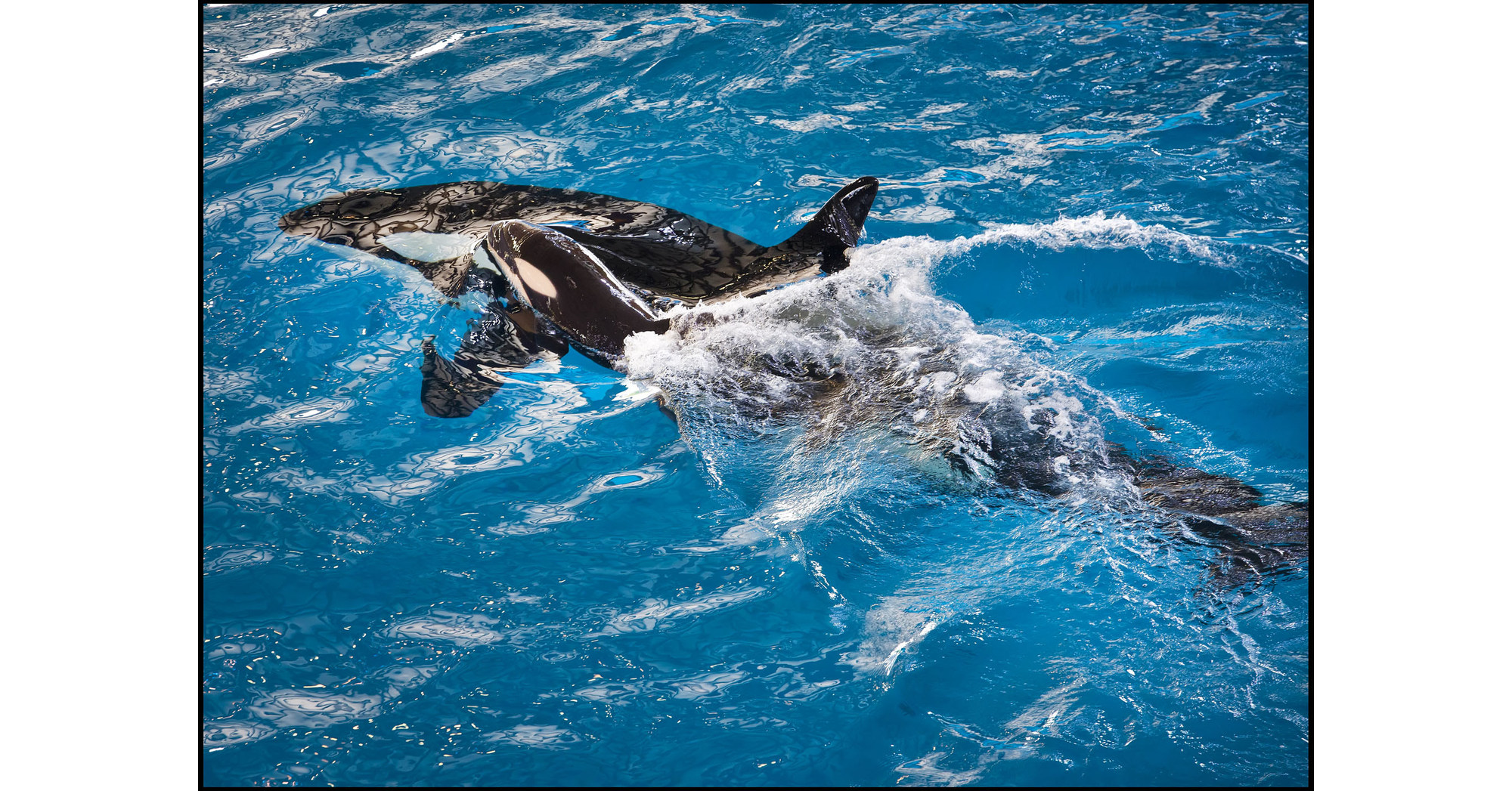 SeaWorld Welcomes Last Killer Whale Baby