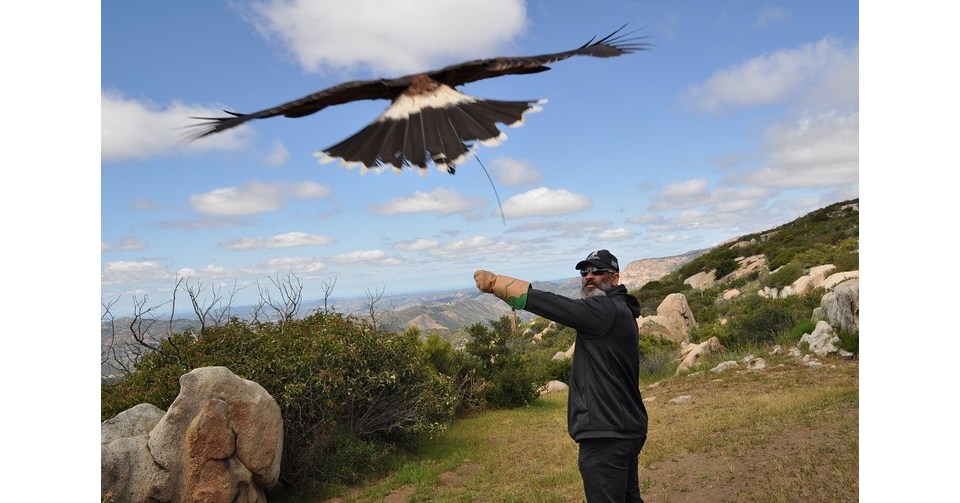 For the Birds: Wounded Warrior Project Veterans Empowered at Falconry Event