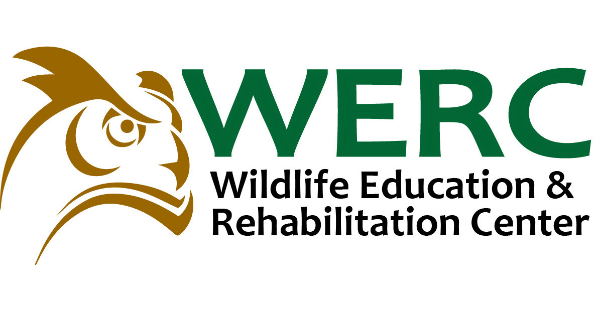 W.E.R.C. Welcomes San Diego Bobcat Kittens