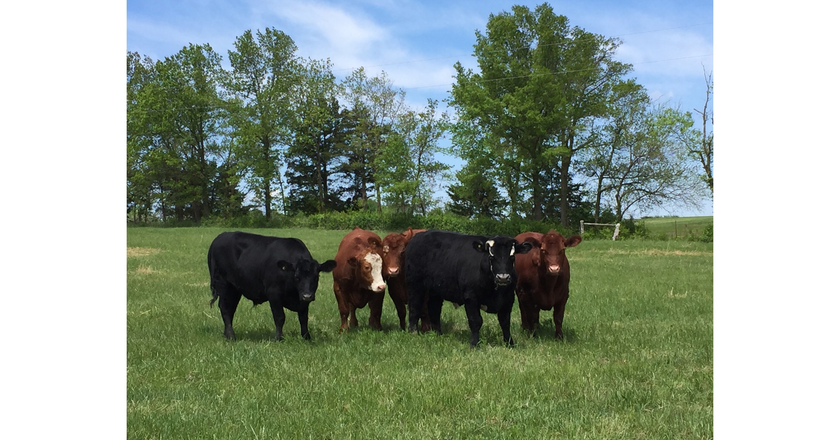 Gentle Barn Launches Campaign for The St Louis Six