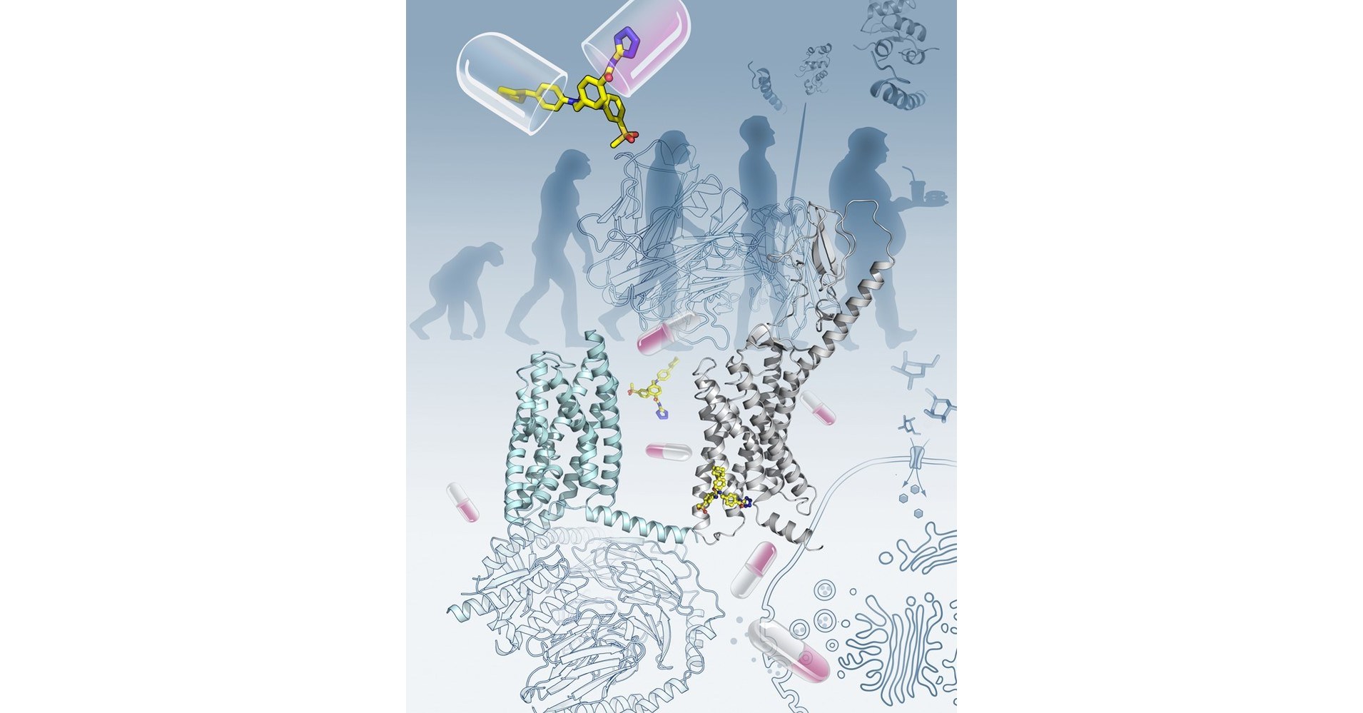 A first full-length class B GPCR crystal structure reveals novel ...