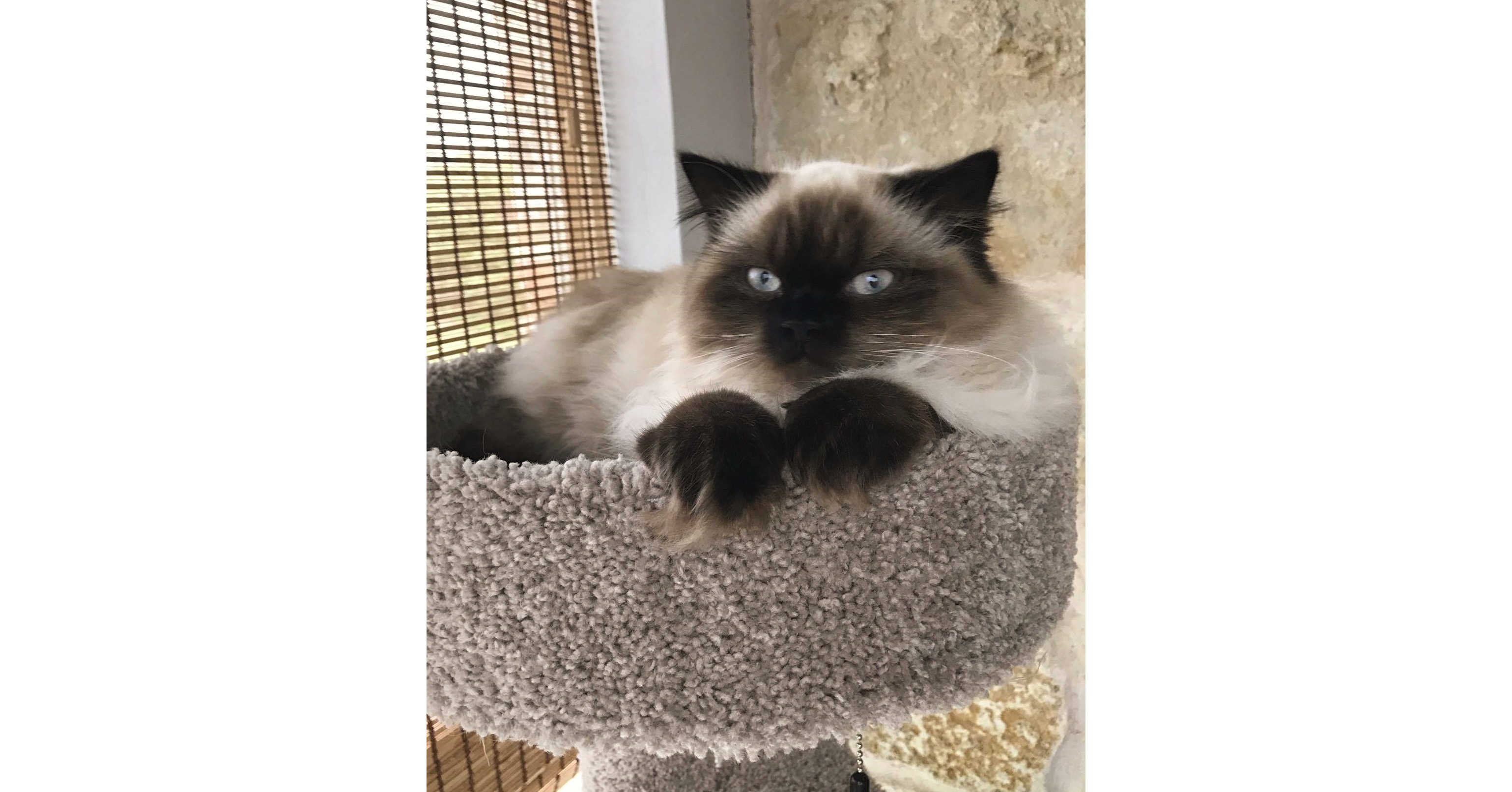 Blue Jay Announces the Addition of Purrcilla Meow Kitty as Chief Kitty ...