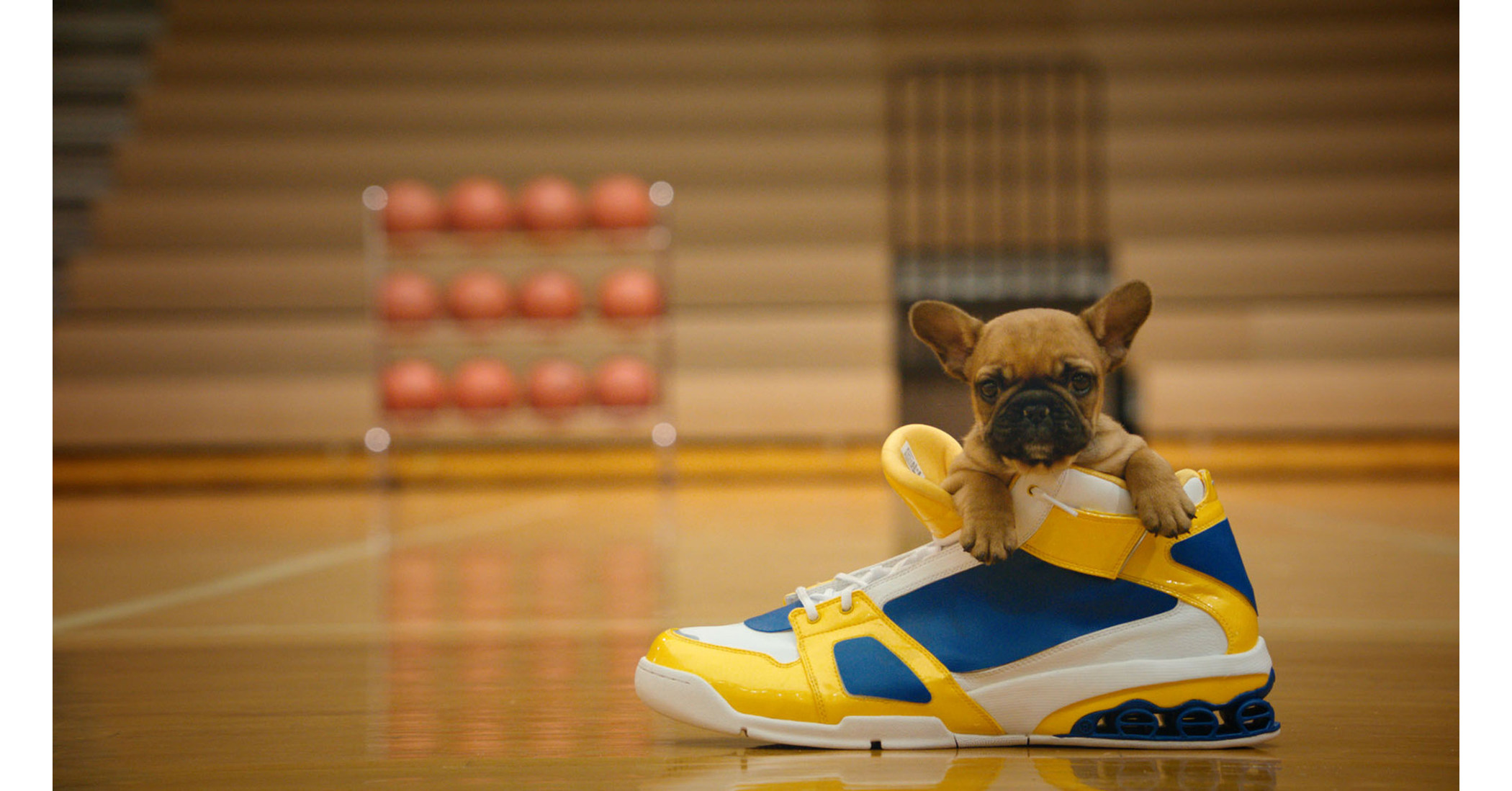 6 Ways to Stay Fit with Your Pup