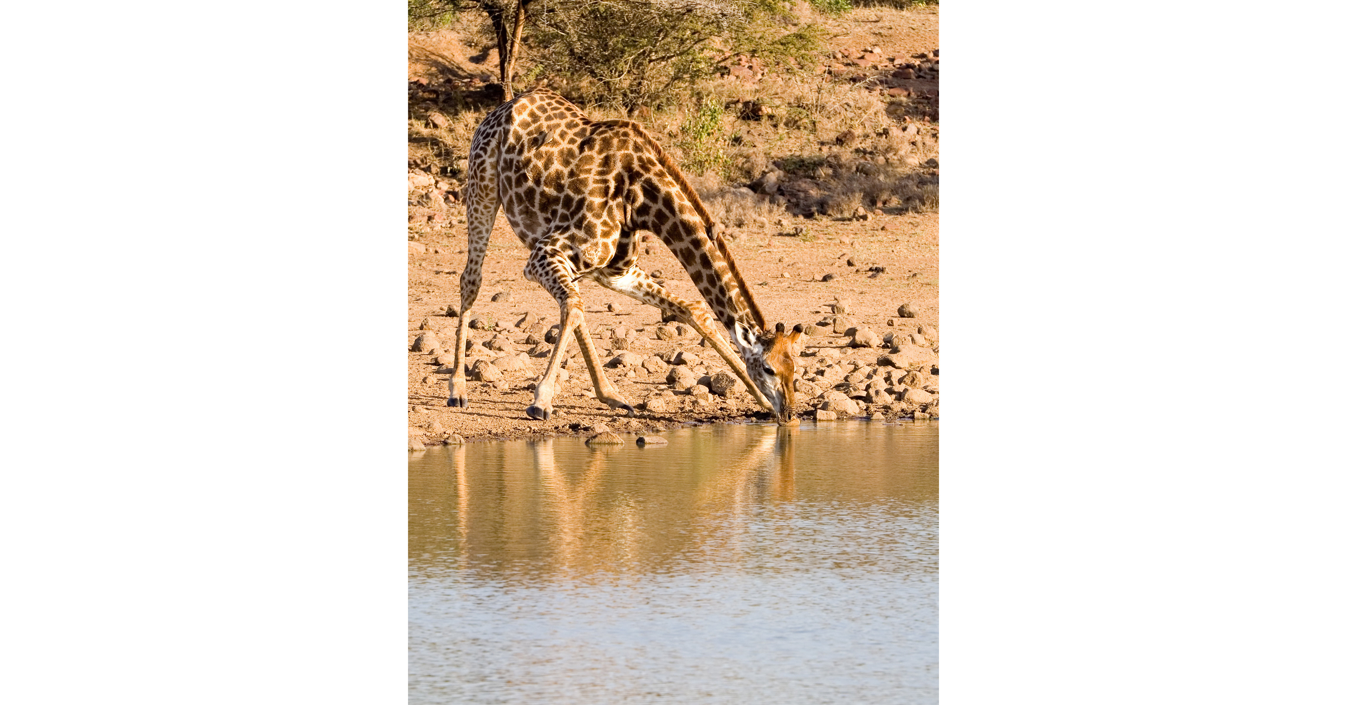 "Nature's Amazing Machines" Shows The Marvels Of Natural Engineering