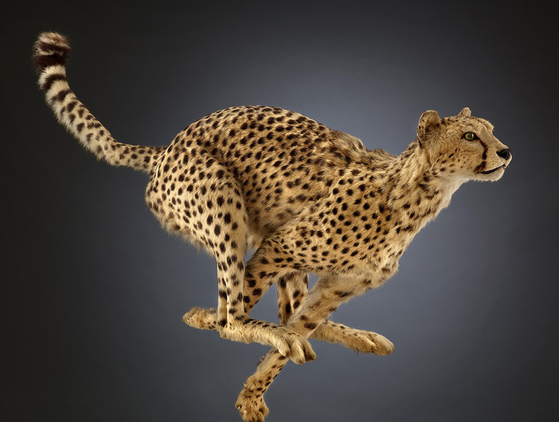 ’Nature’s Amazing Machines’ Shows The Marvels Of Natural Engineering