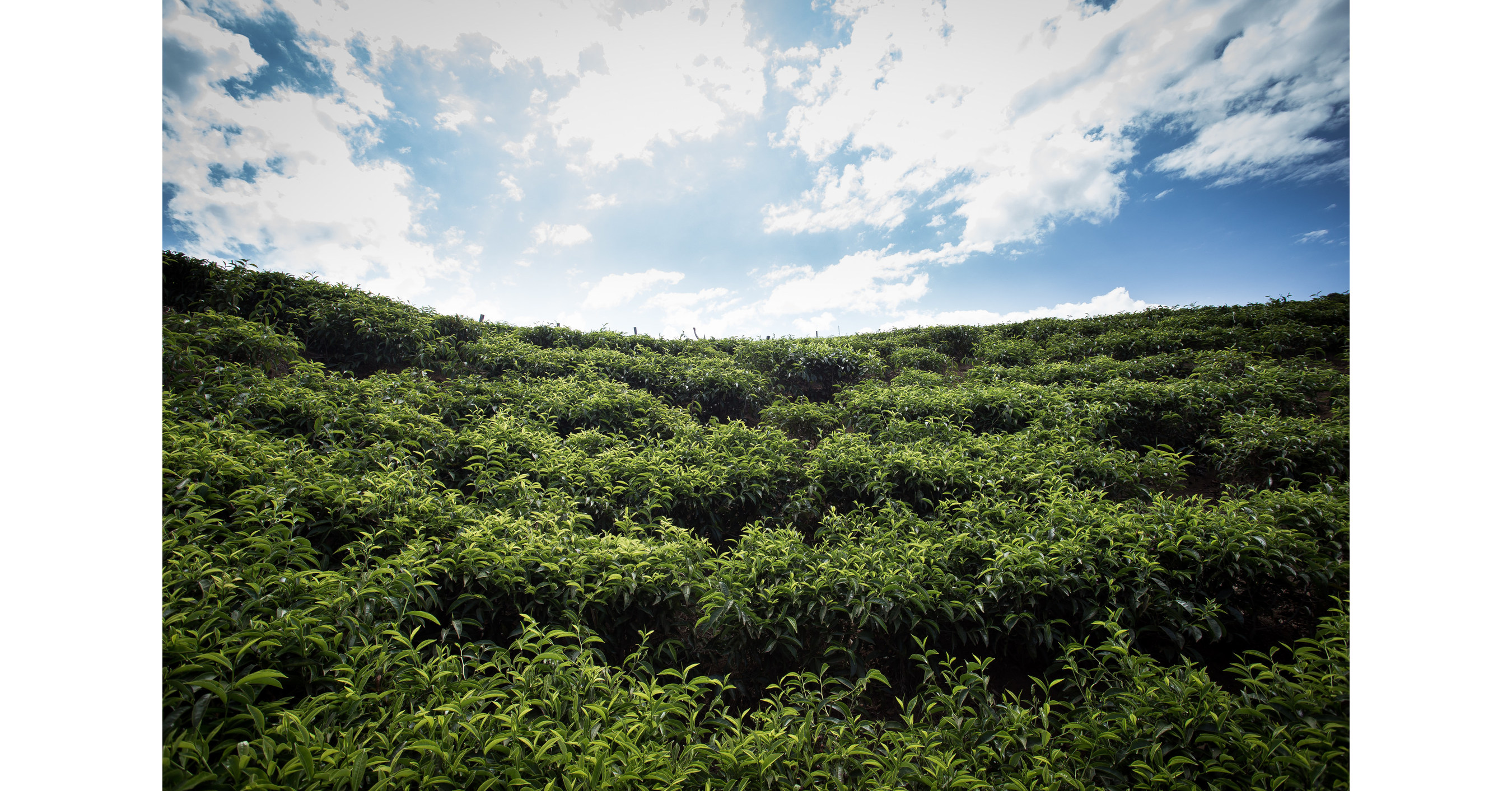 PureCircle Successfully Produces New StarLeaf™ Stevia Extract With High ...