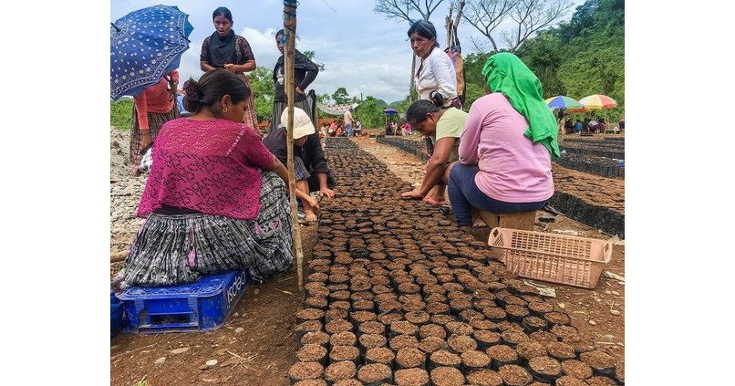 Growing Demand for Annatto Coloring Creates a Unique Ecosystem
