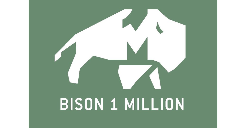 Major bison restoration campaign launches today