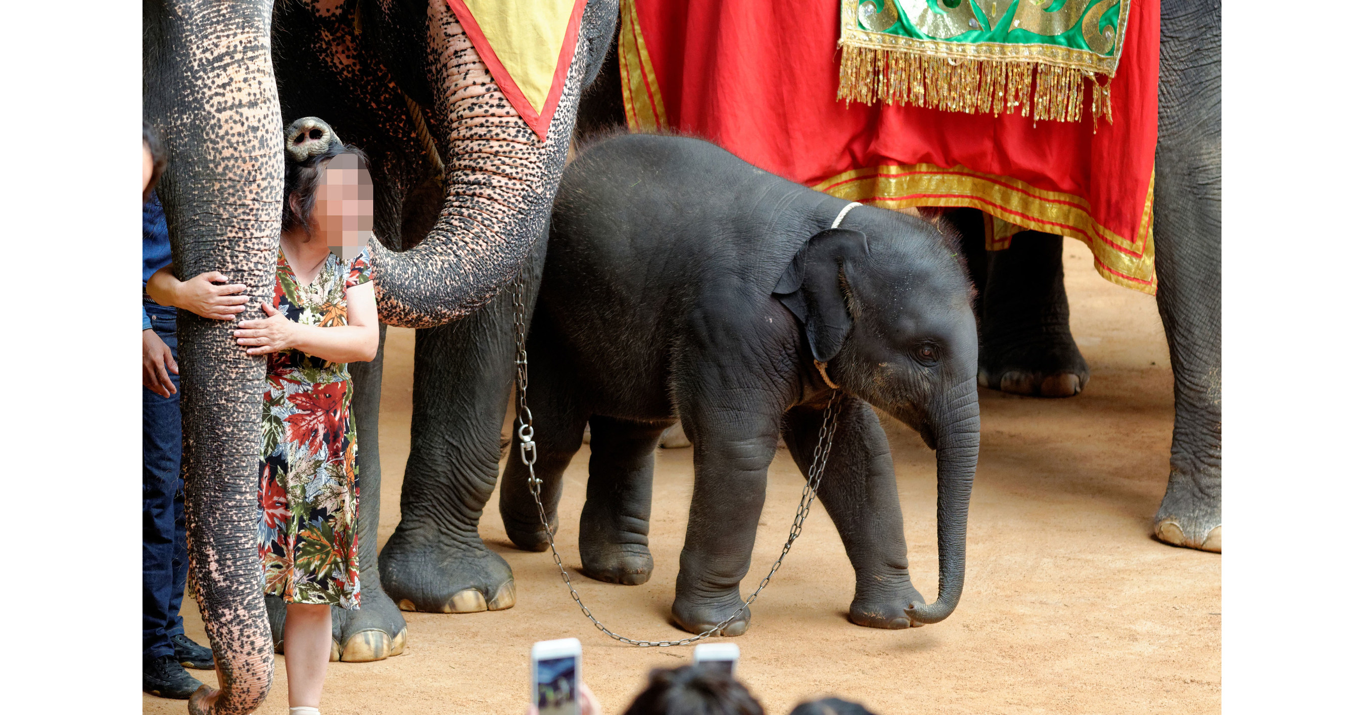 Thousands of elephants suffering for tourism