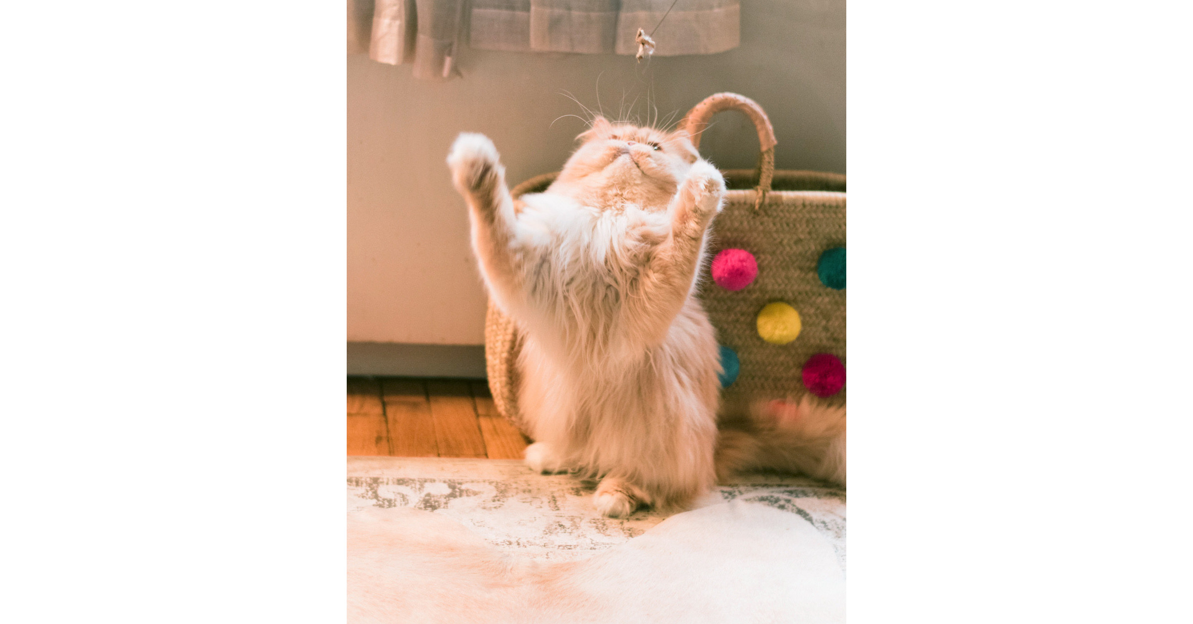 4 Summer Health and Safety Tips for Cats