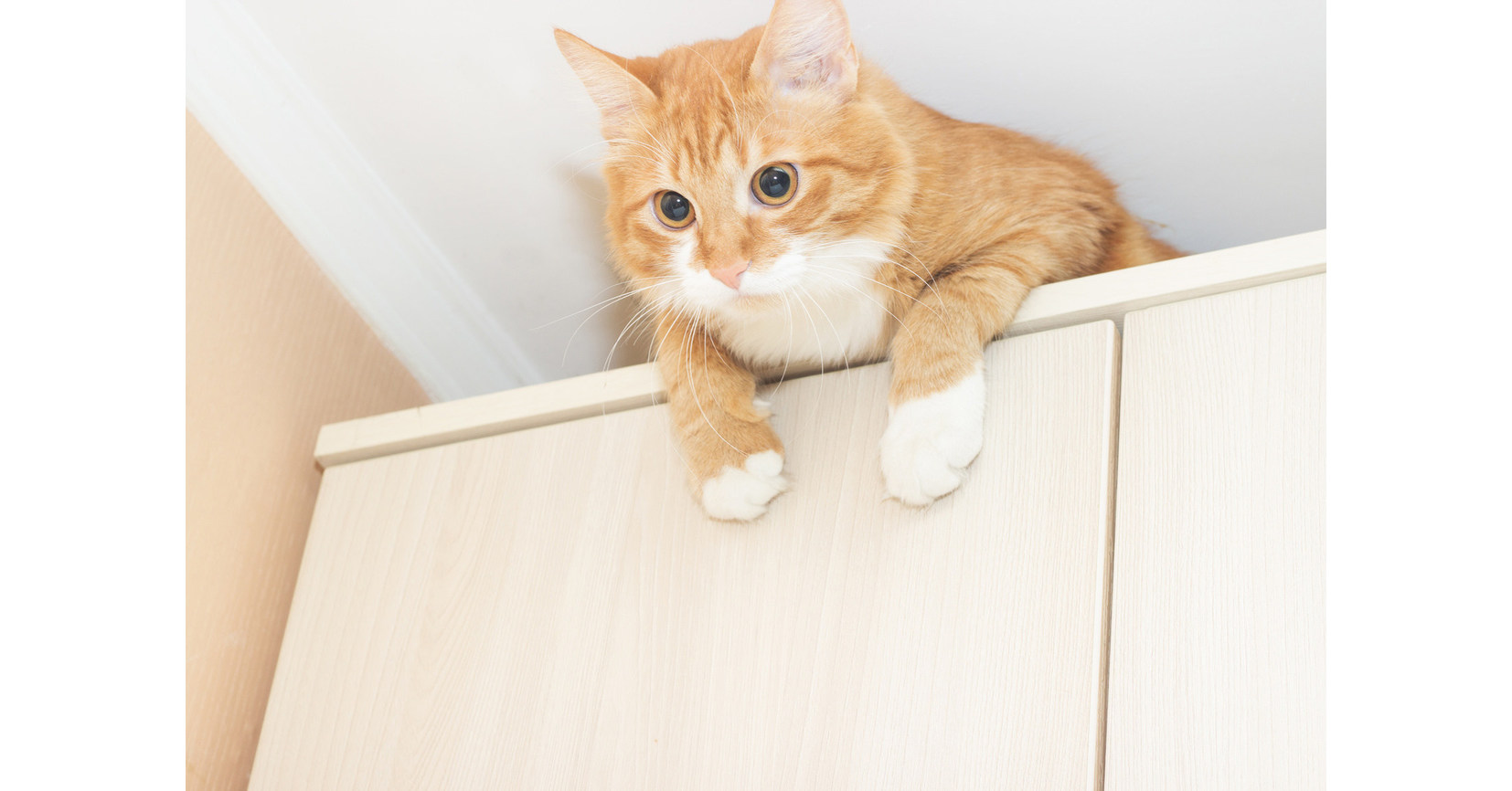 4 Summer Health and Safety Tips for Cats