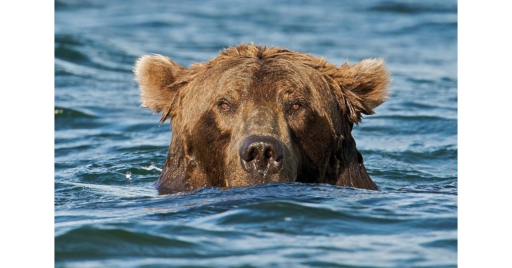 Bear Season Is Here And So Is The World's Largest Live Camera Network