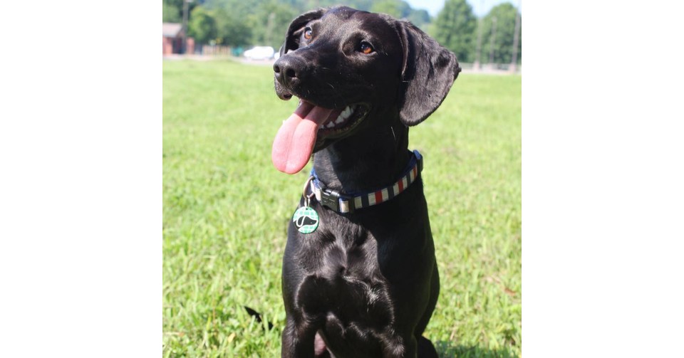 BioPet Laboratories Seeks to Expand Public Access for Dog Owners