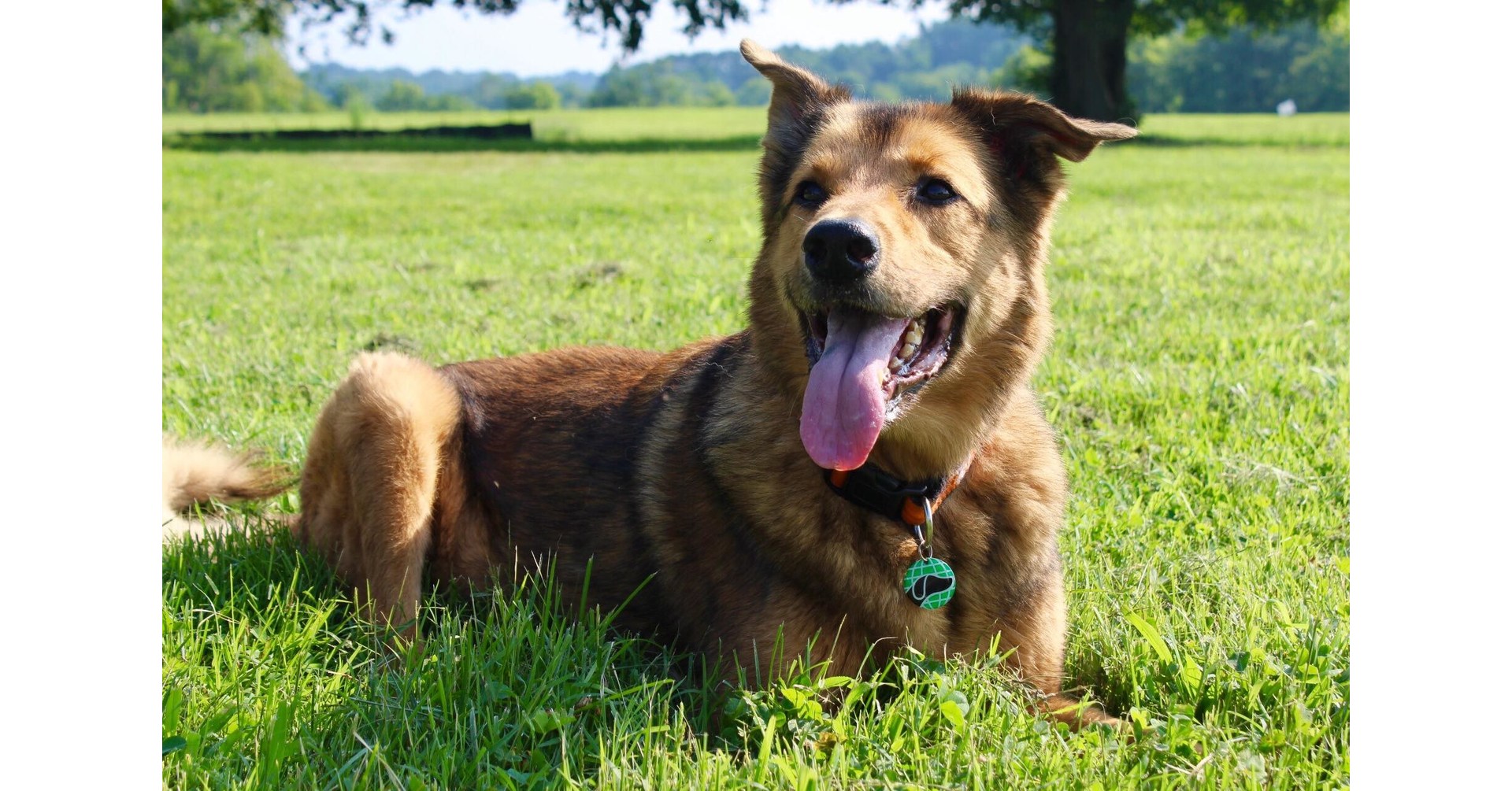 BioPet Laboratories Seeks to Expand Public Access for Dog Owners