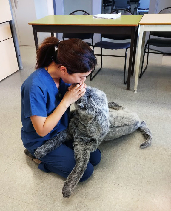 Premiers soins aux animaux de compagnie : Soyez prêt