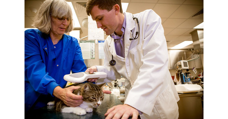 National Check the Chip Day a reminder to update pets' microchip ...