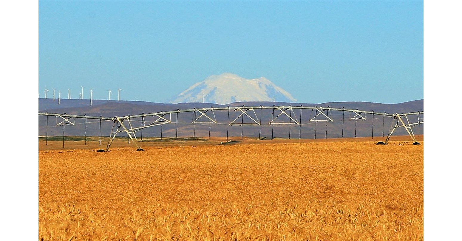 Harvest of Cascade Organic Farms New Crop Organic Wheat Progressing ...