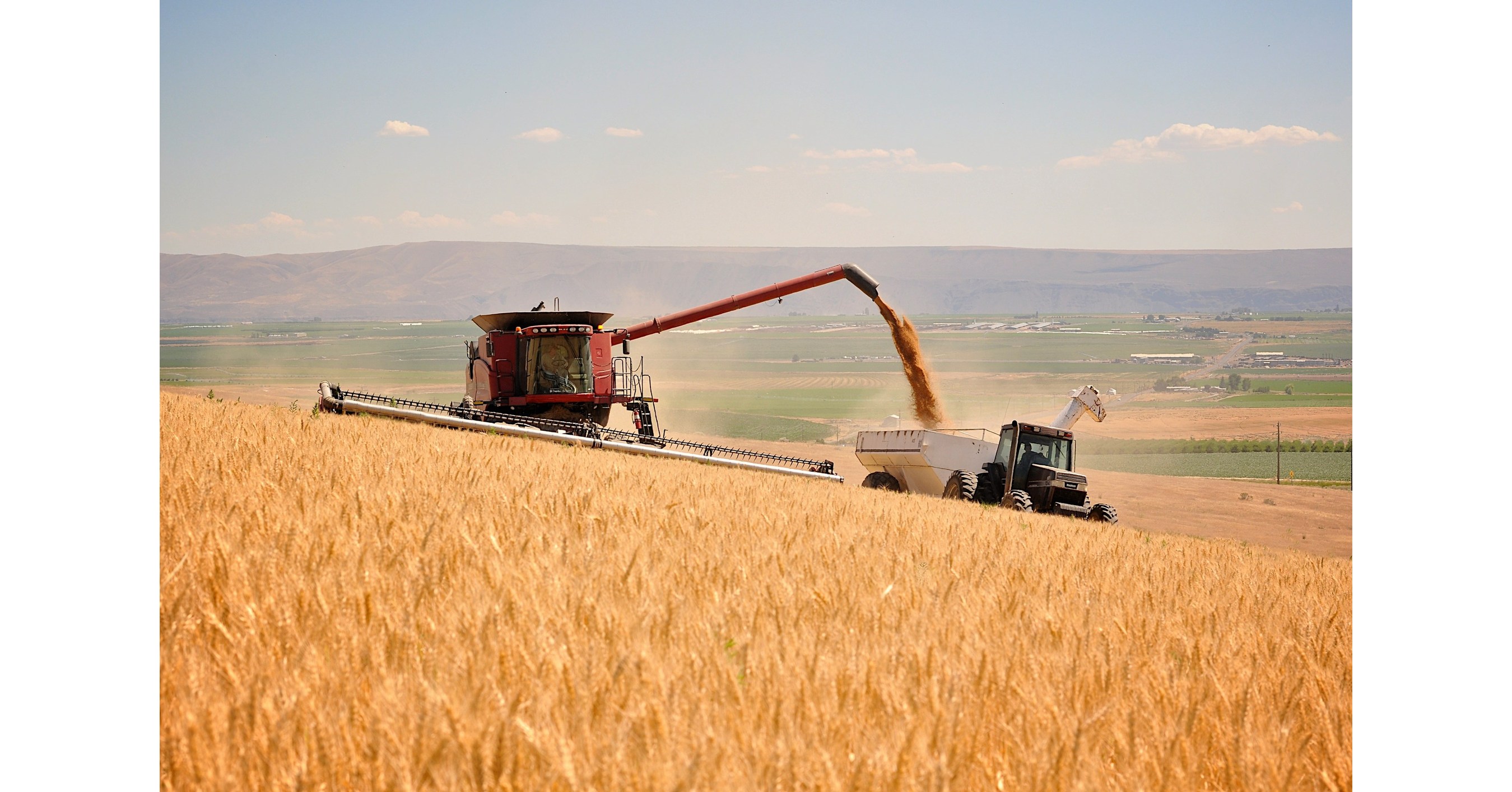 Harvest of Cascade Organic Farms New Crop Organic Wheat Progressing ...