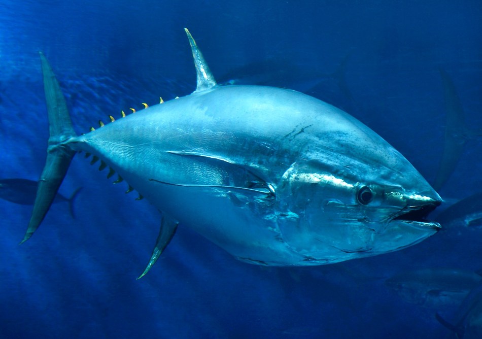 Monterey Bay Aquarium: Until governments adopt a science-based recovery ...